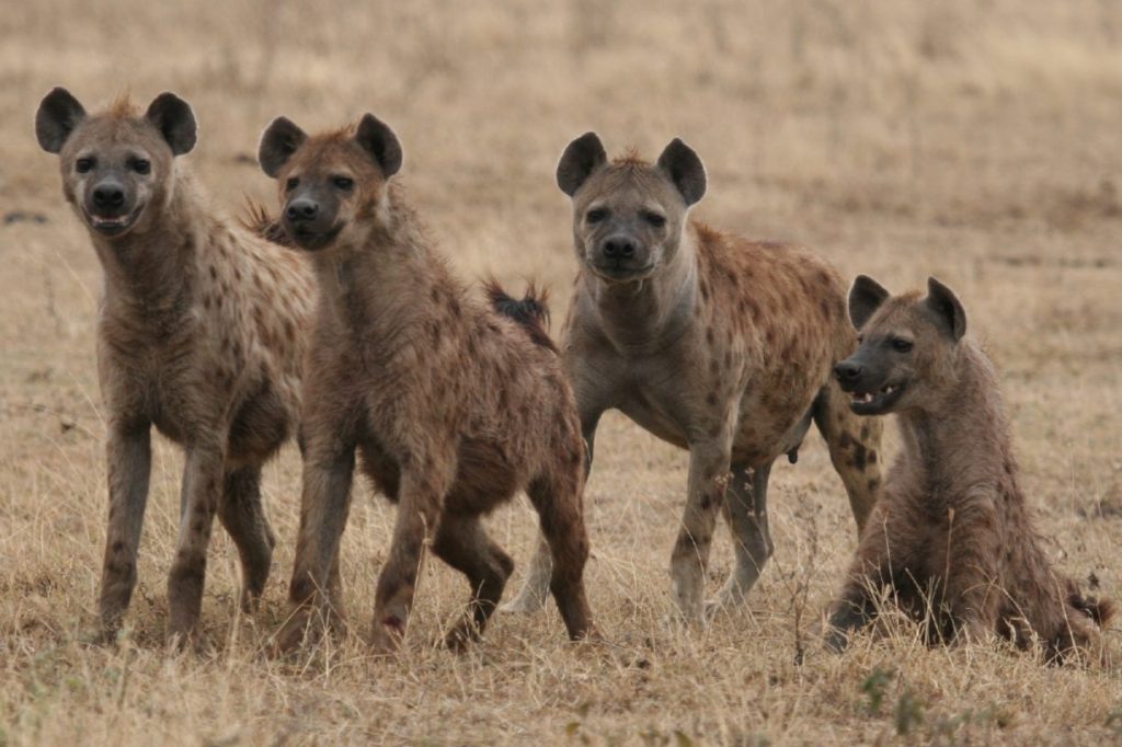 Lunga vita al re: la storia del maschio che ha conquistato il trono tra ...