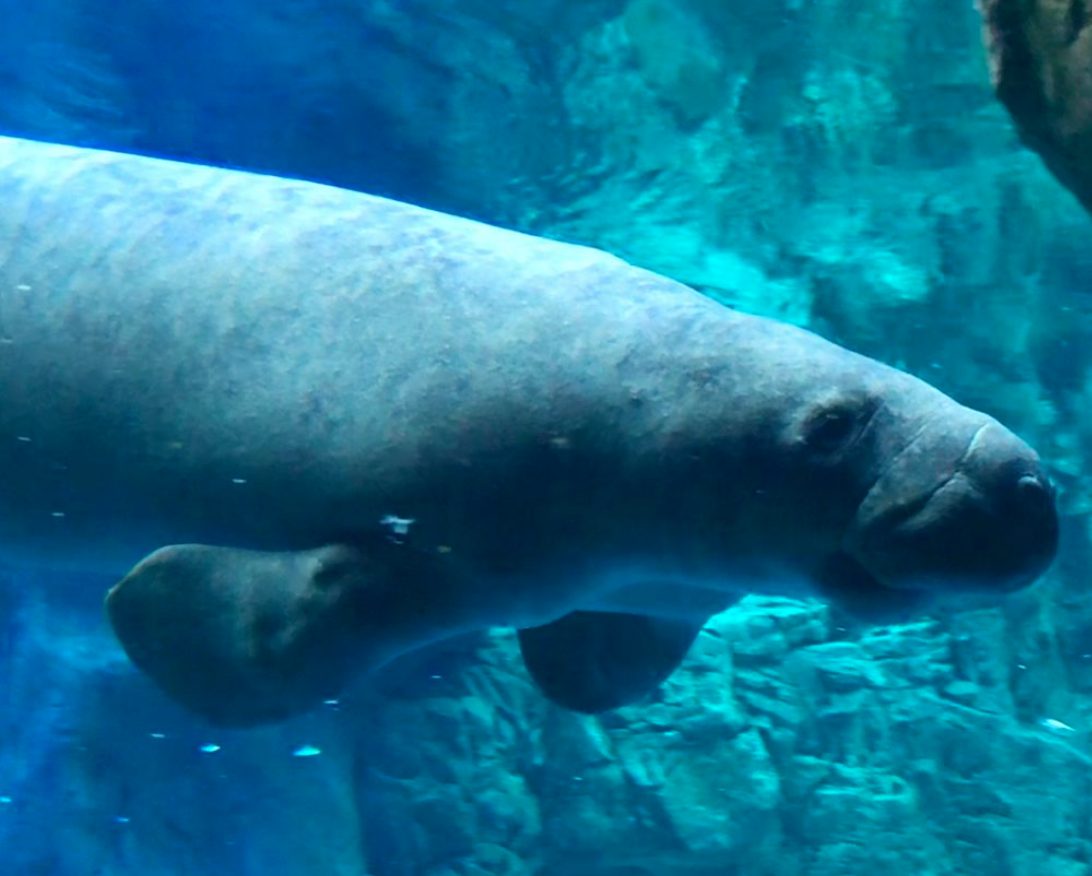 La Florida nutrirà i lamantini che stanno morendo di fame per colpa ...