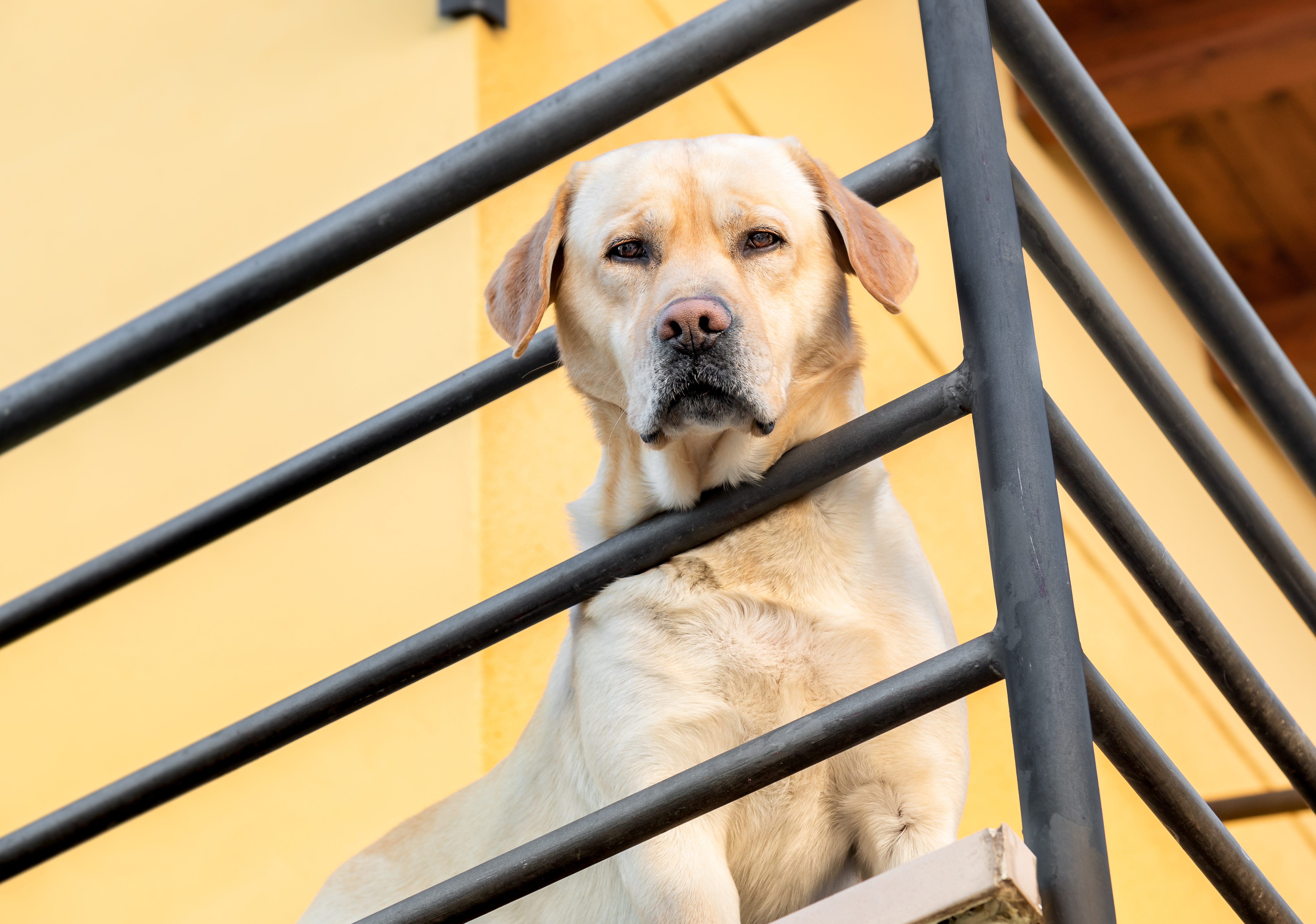 Cane abbandonato su un balcone a Empoli: quando e come agire