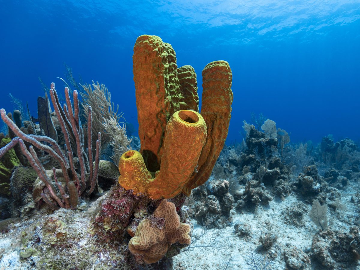 Poriferi: agli estremi confini del regno animale