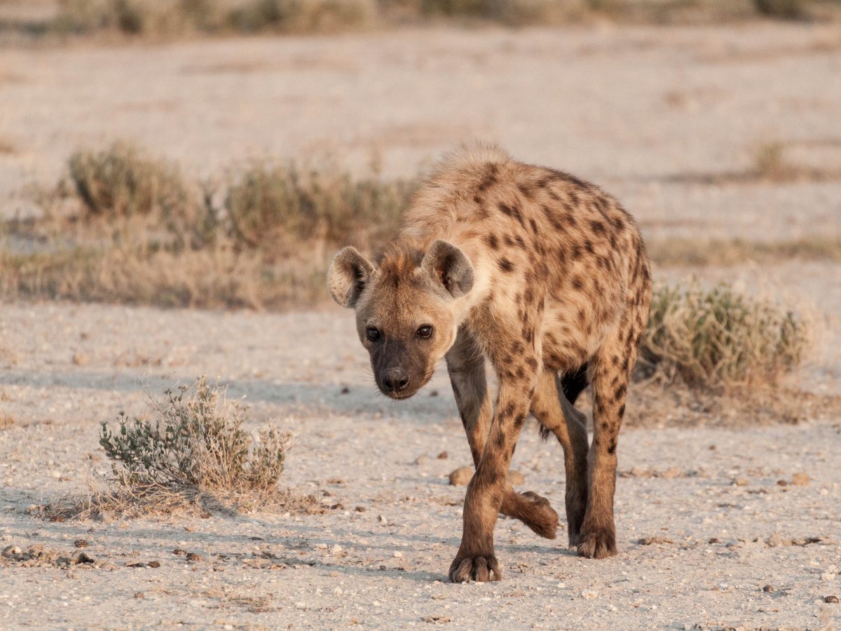 Lunga vita al re: la storia del maschio che ha conquistato il trono tra ...