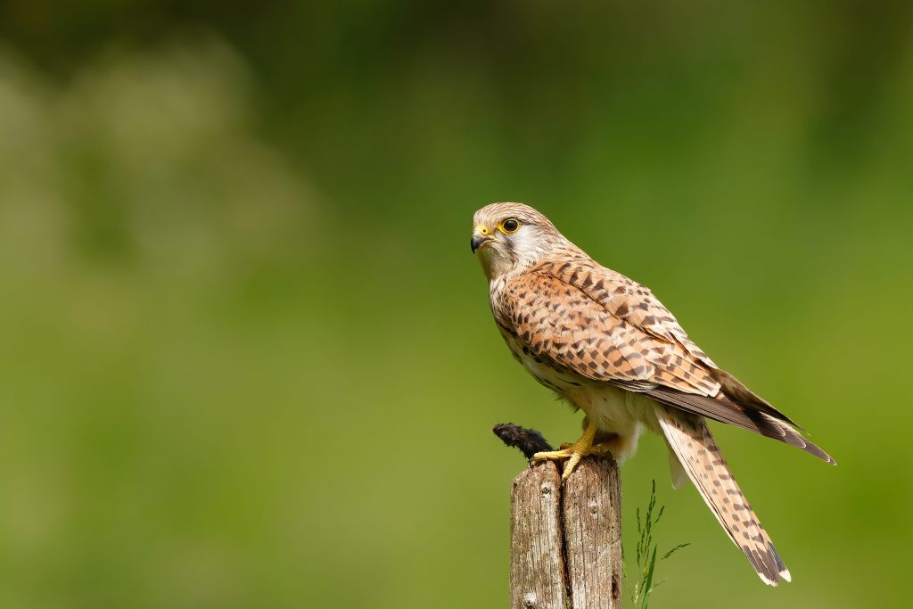 Il gheppio comune (Falco tinnunculus)