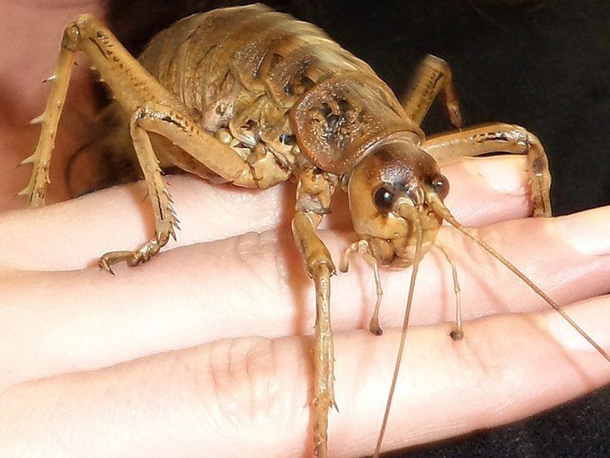 Quali sono gli insetti più grandi del mondo?