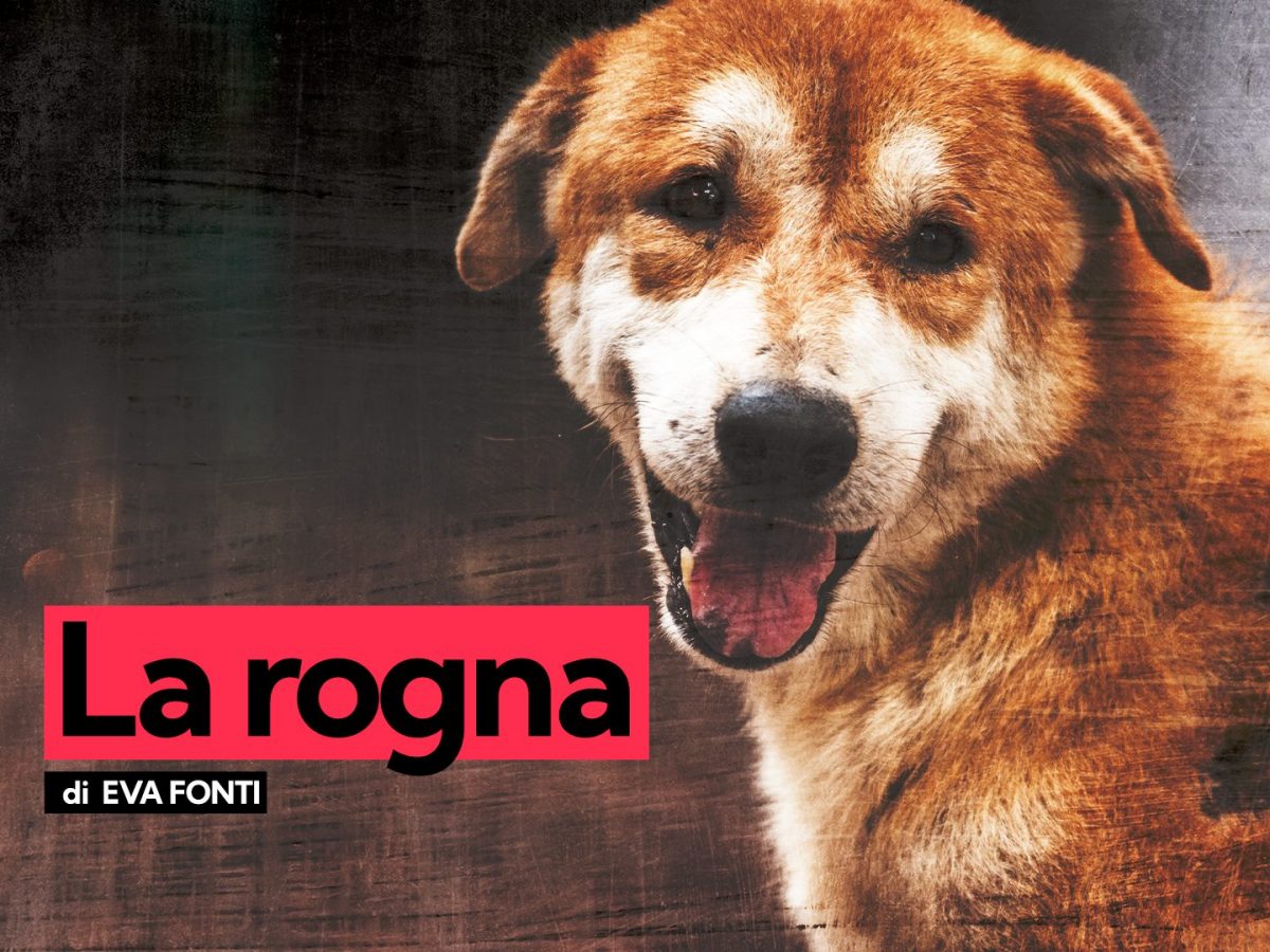 La rogna nel cane: tipologie e cure