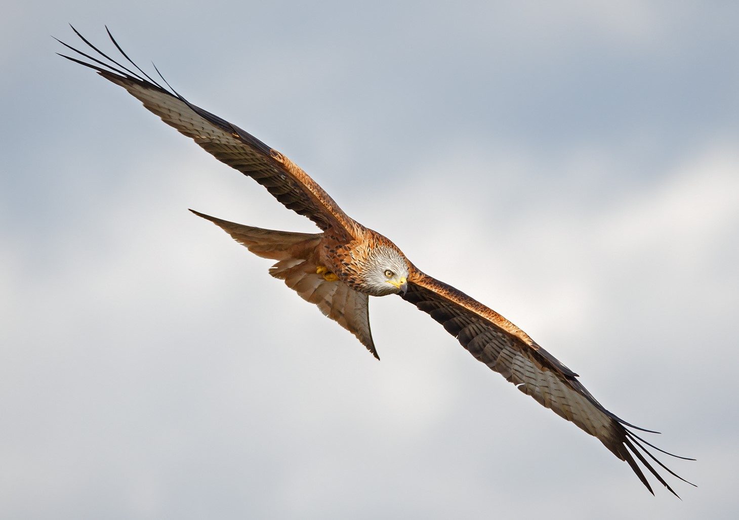 Nuovo censimento di nibbi reali in Campania