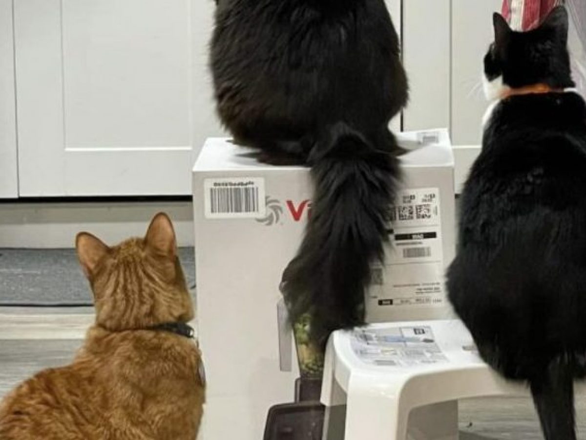 La storia dei tre gatti innamorati di una scatola: cosa ci insegna ...