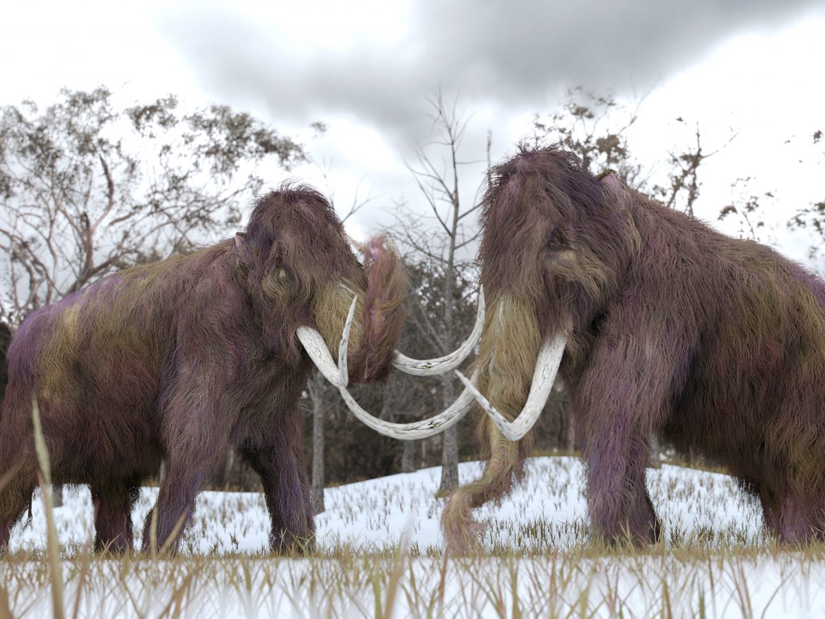 I mammut hanno vissuto più a lungo del previsto secondo uno studio sul ...
