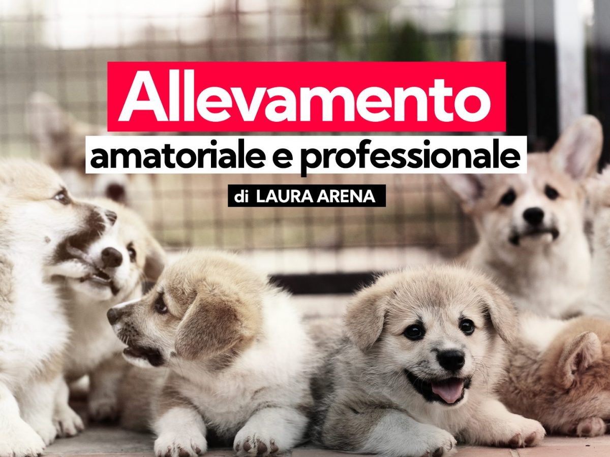 L'allevamento di cani in Italia: amatoriale e professionale