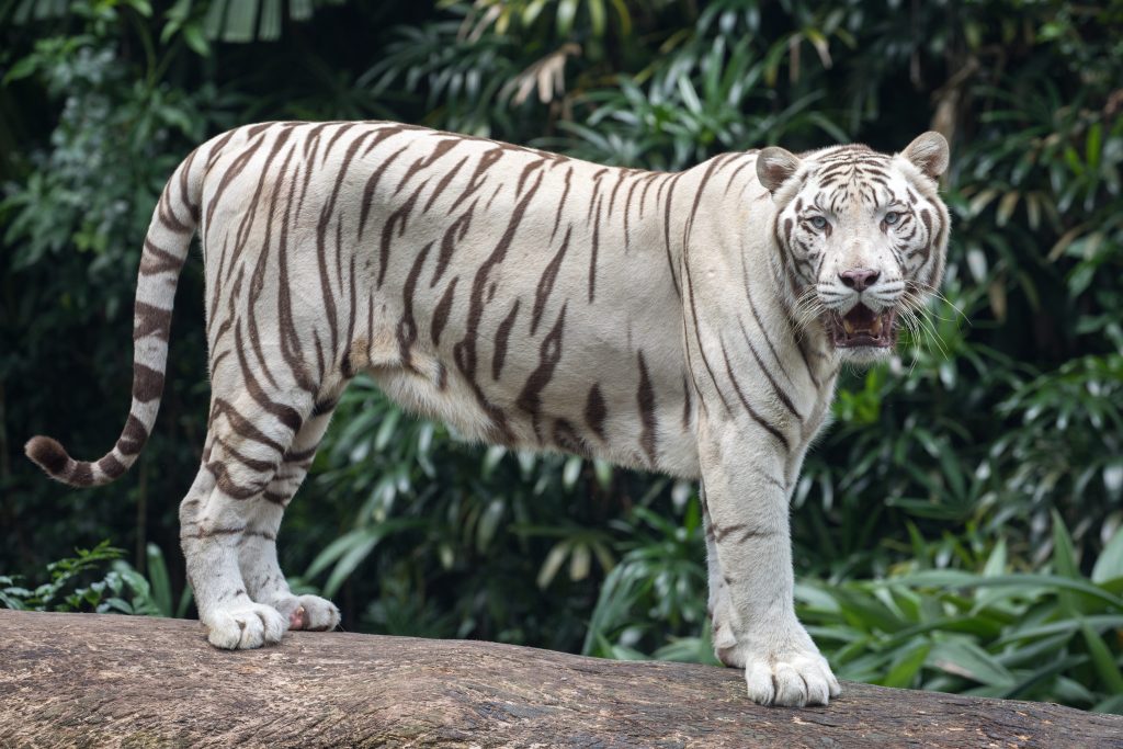 Perché le tigri sono arancioni e nere?