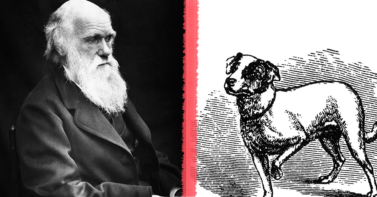 I cani e Charles Darwin: una relazione di affetto e rispetto