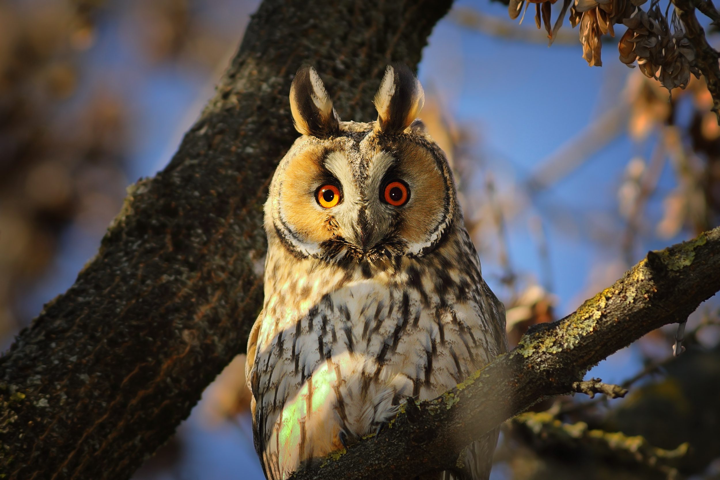 Il gufo comune (Asio otus)