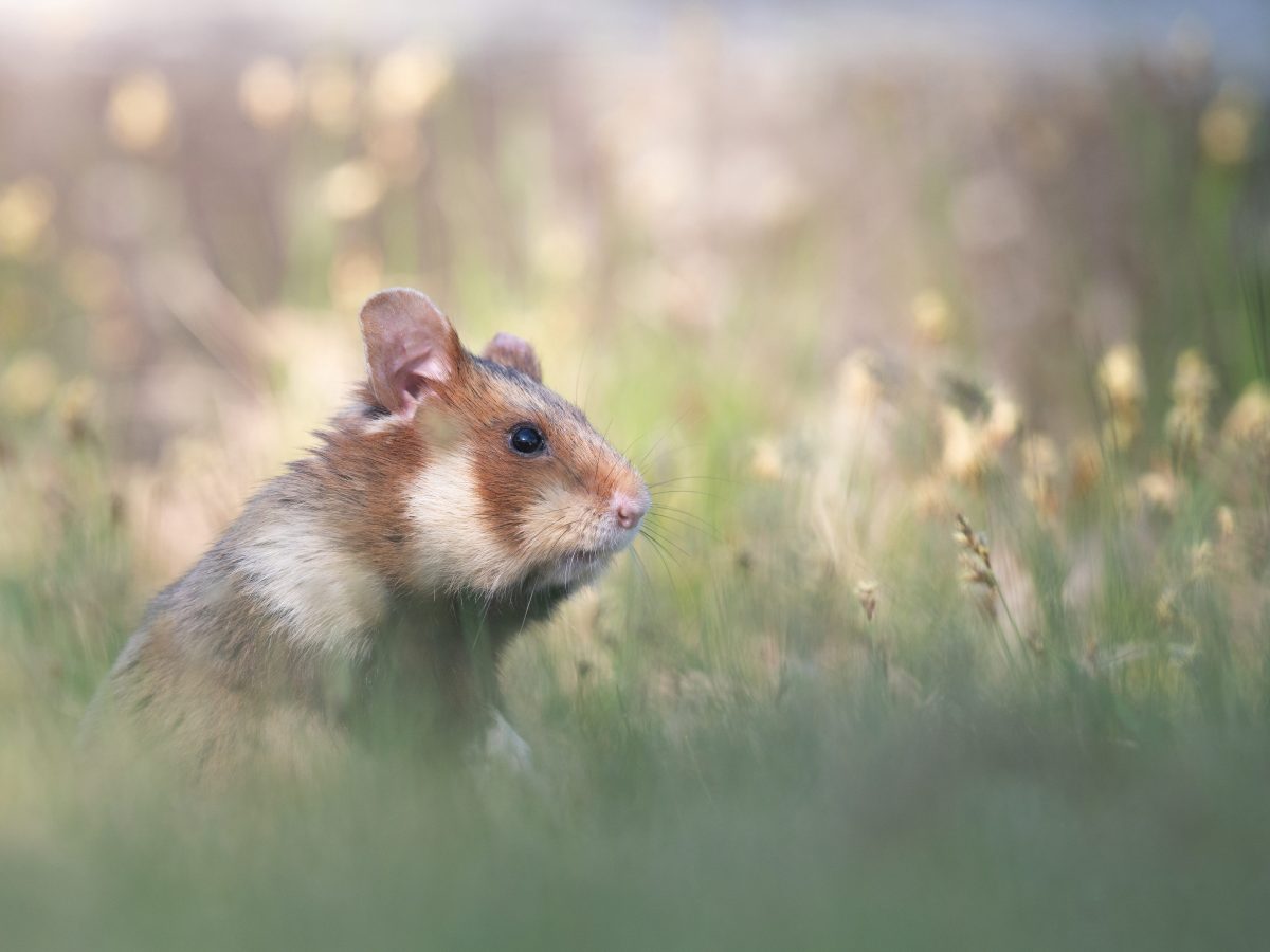 Cricetinae – cricetini