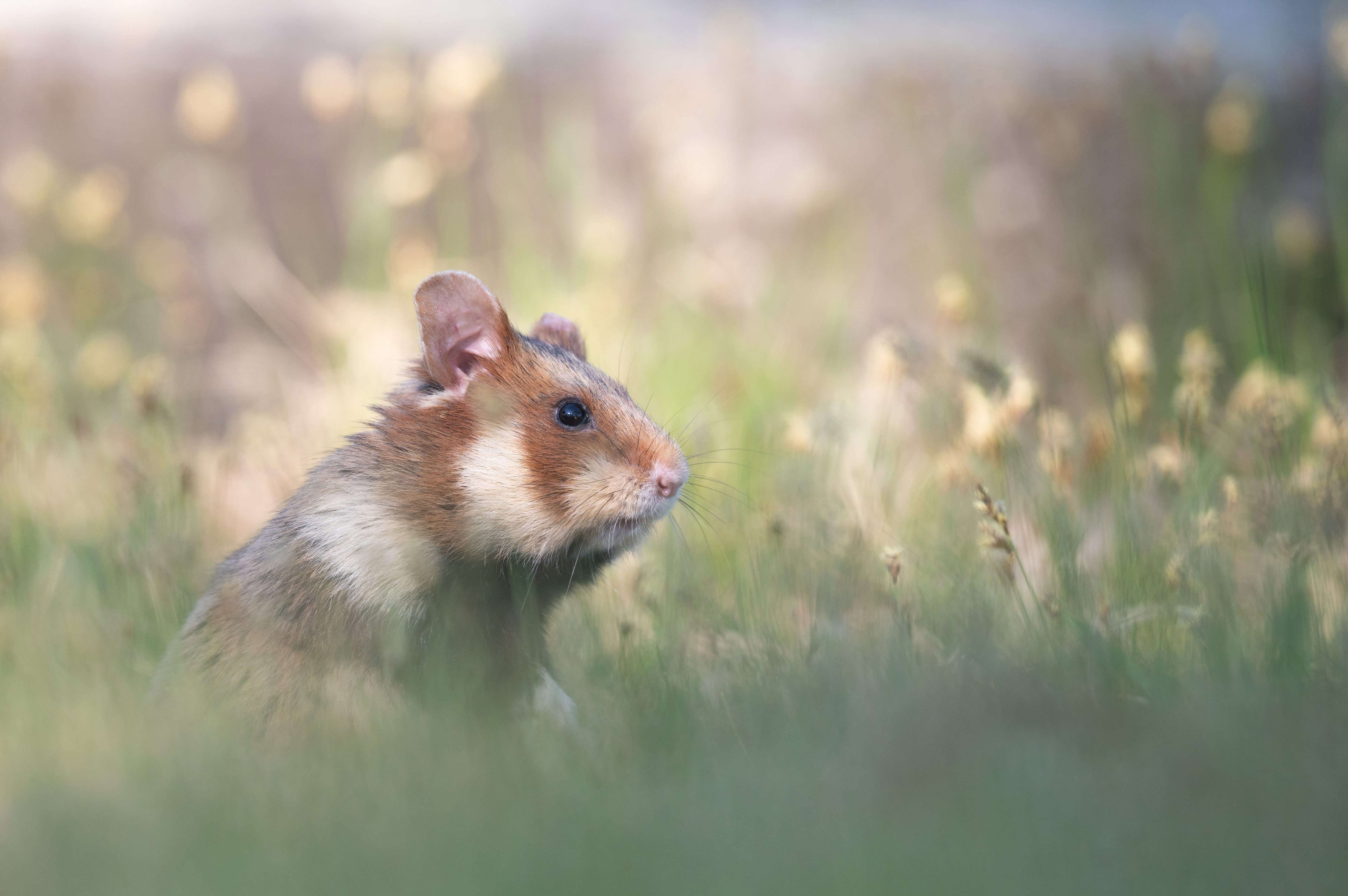 Cricetinae – cricetini