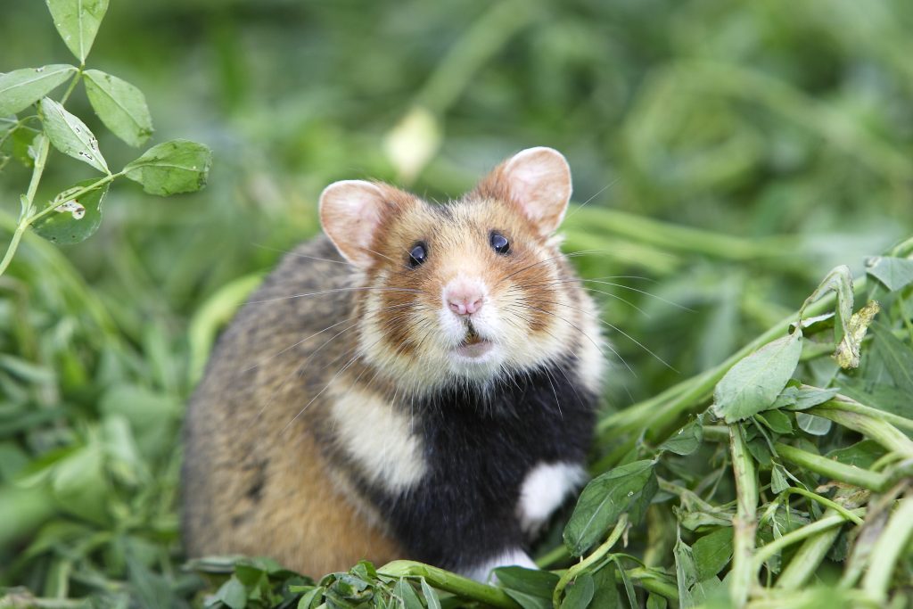Cricetinae – cricetini