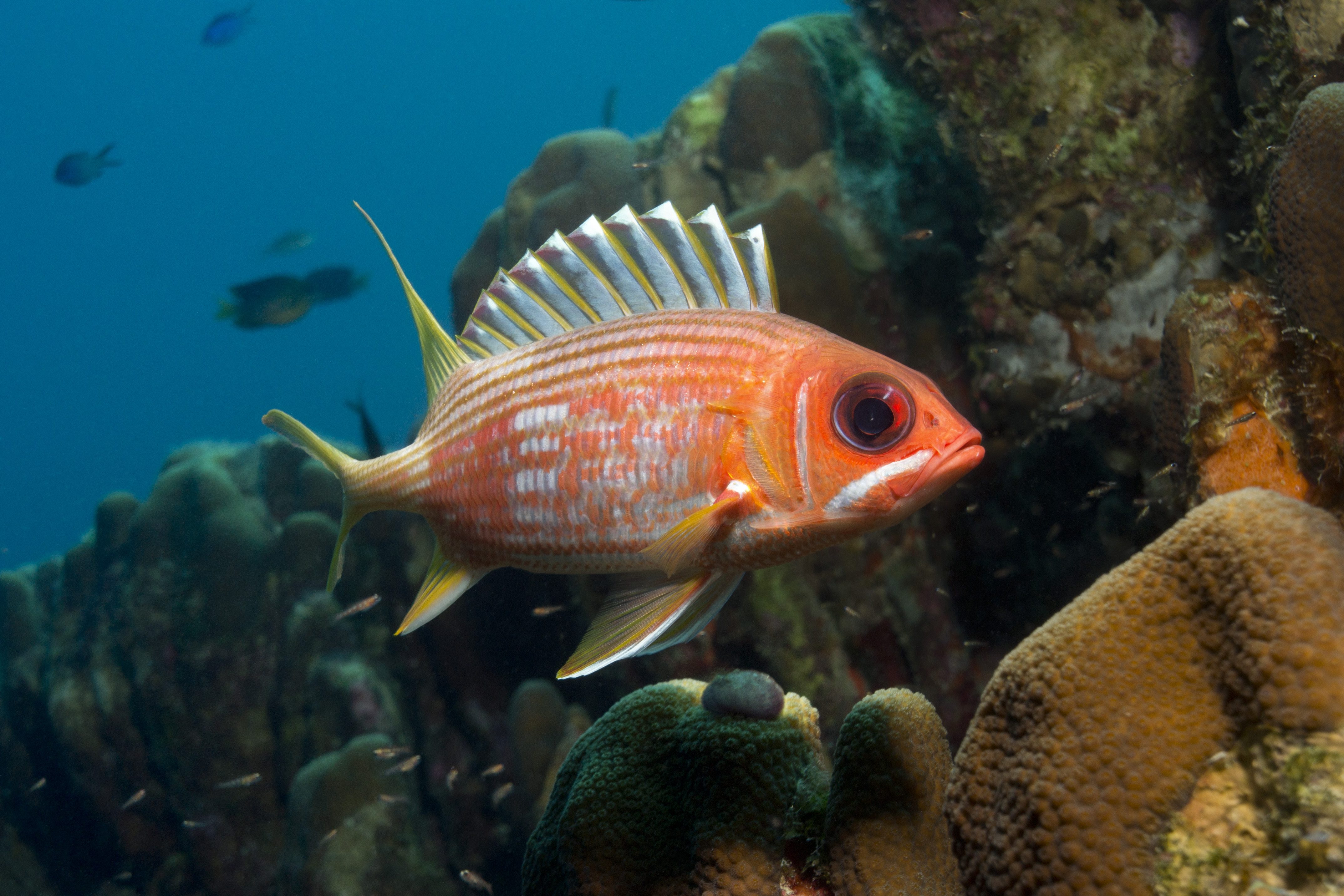 Altro che muti, i pesci parlano e lo fanno da almeno 155 milioni di anni