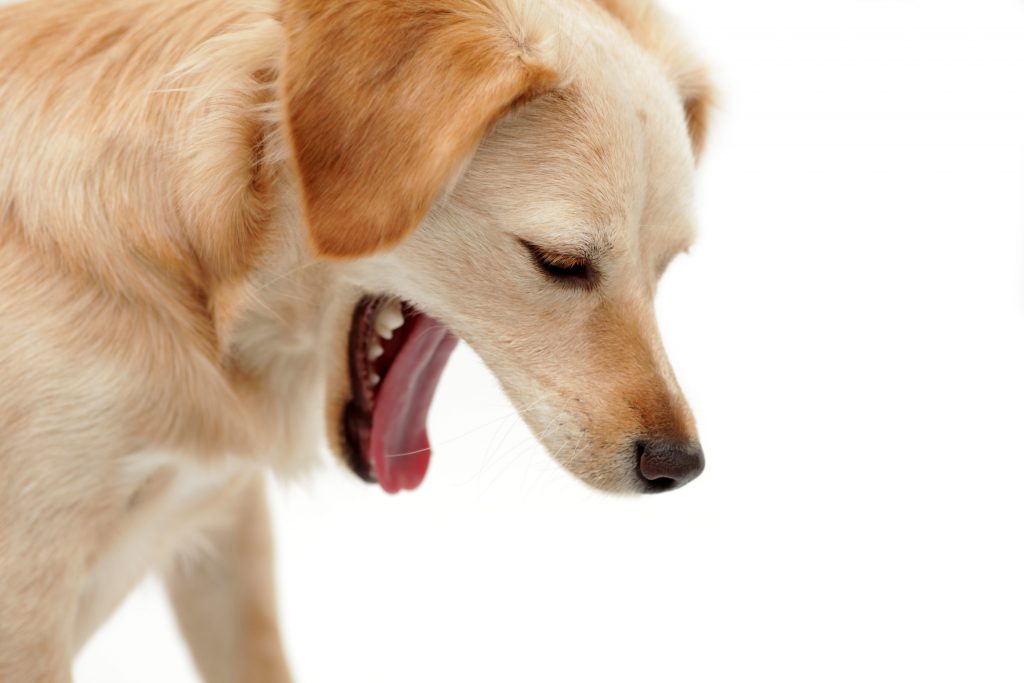 Perché il cane rigurgita?