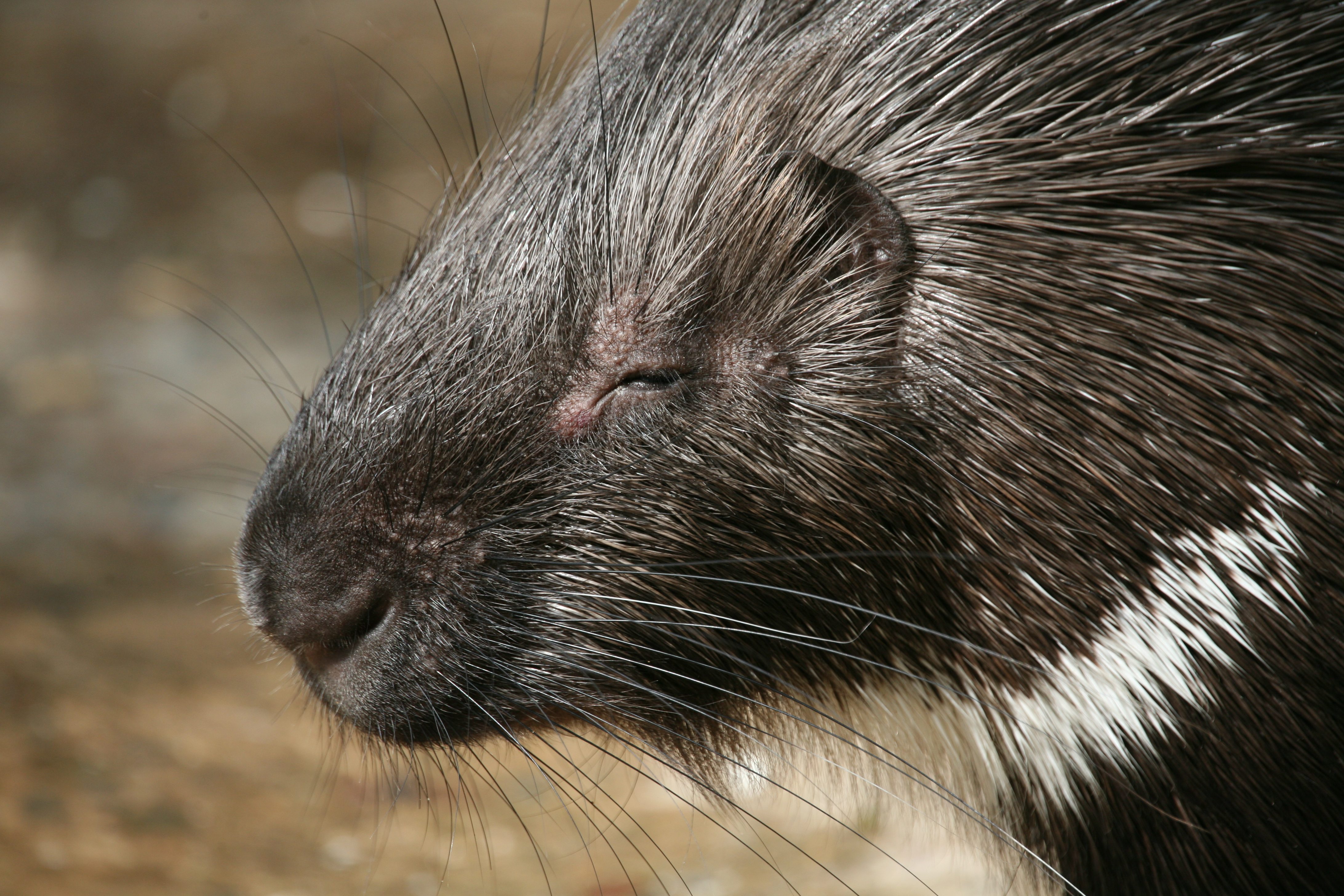 Ma è vero che i porcospini scagliano gli aculei?