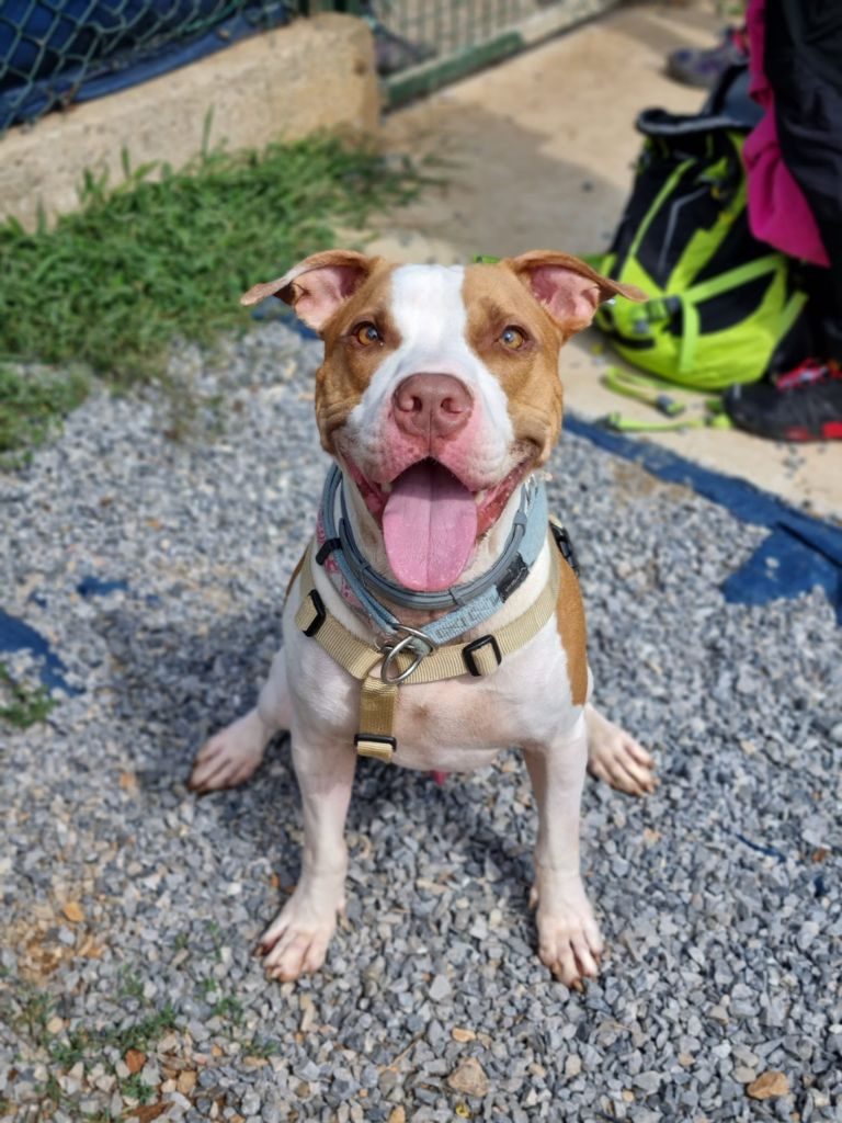 Un'adozione per Peter: il cane che ride cerca famiglia