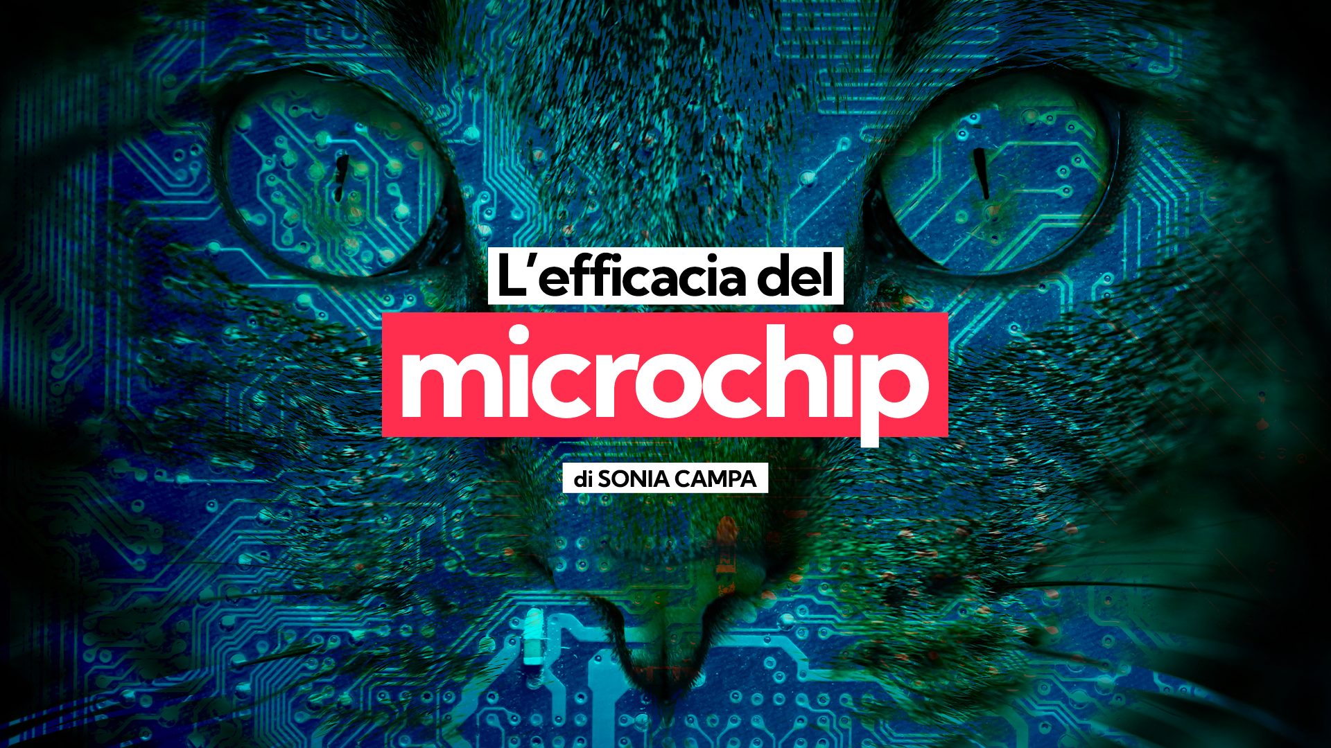 L'efficacia del microchip nel gatto