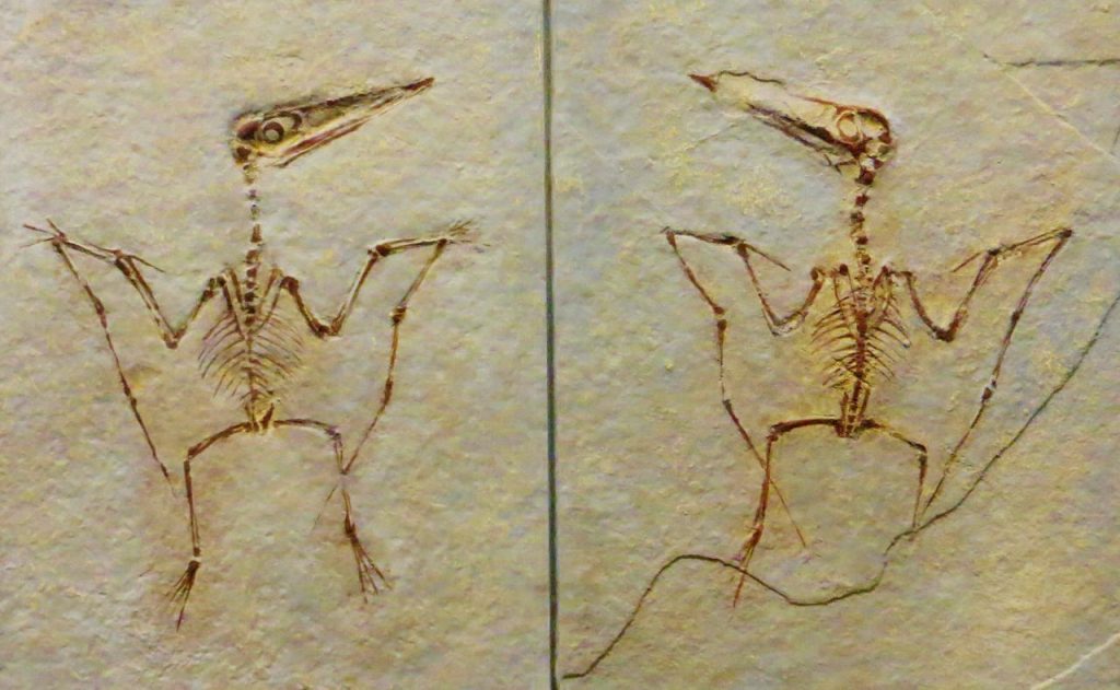 Lo pterodattilo e gli altri dinosauri volanti