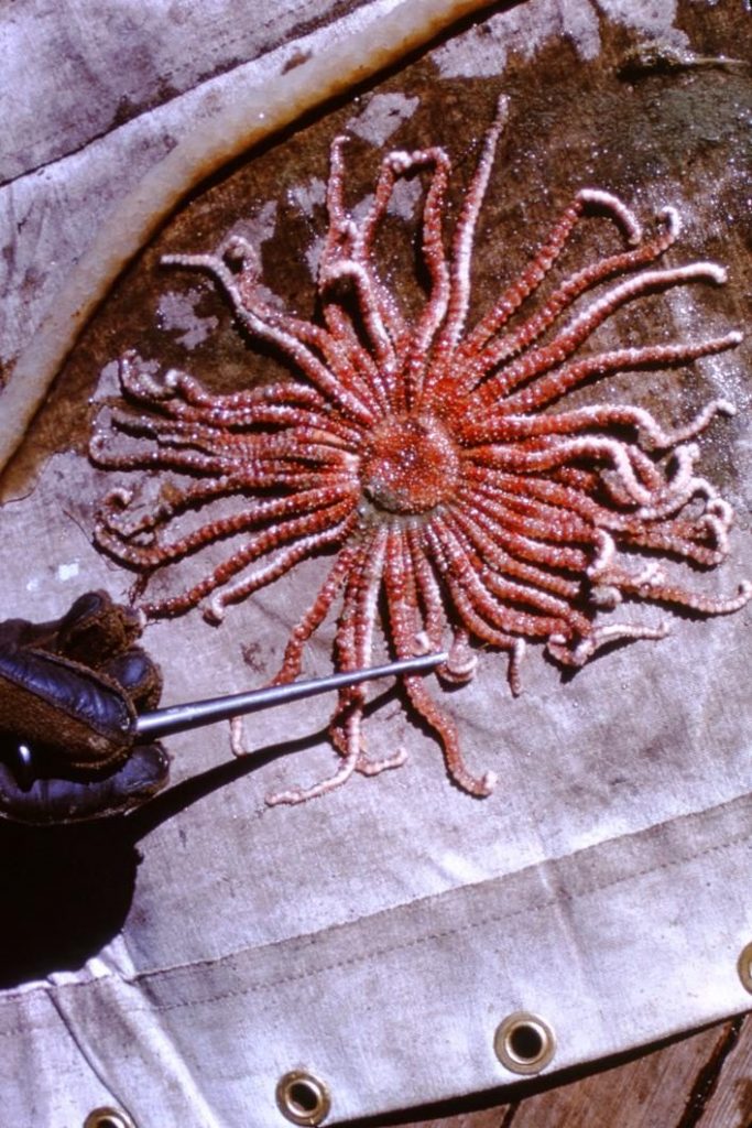 Echinodermi: esempi, caratteristiche e curiosità