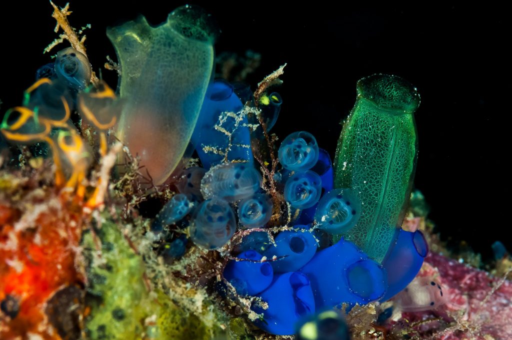 Le creature marine che si sono impossessate del relitto dell'Endurance