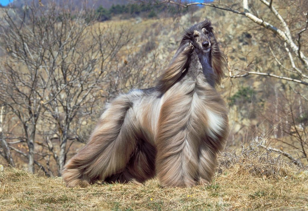 Il Levriero Afgano, elegante corridore del deserto