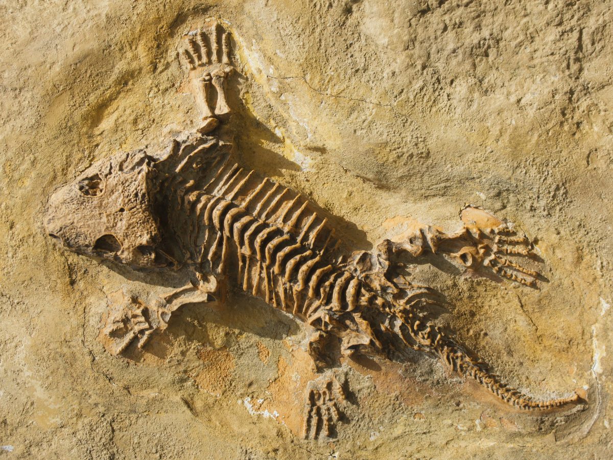 Animali preistorici: dimensioni e caratteristiche