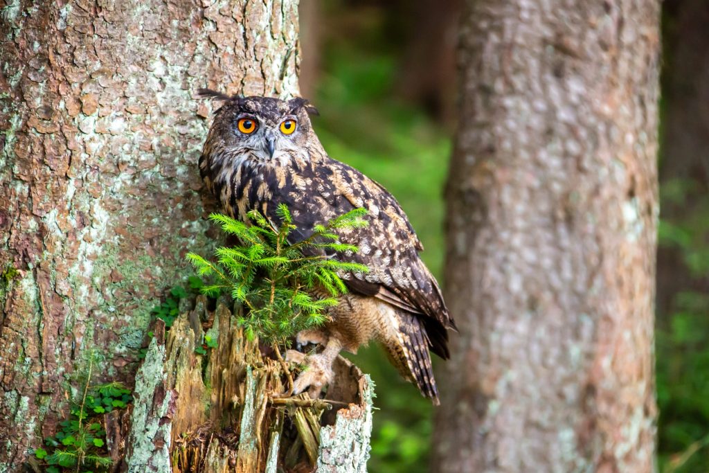 Il gufo reale (Bubo bubo)