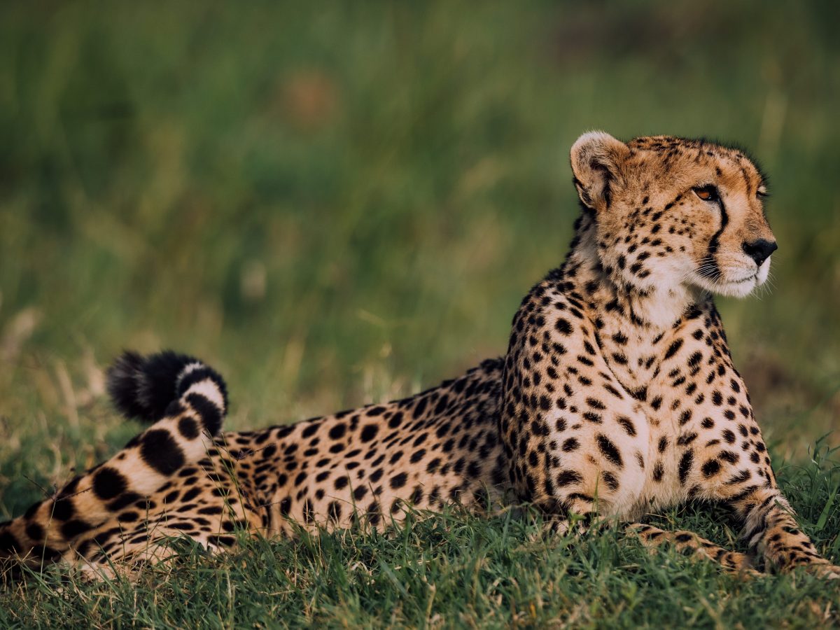 I ghepardi tornano in India per la prima volta in occasione del ...