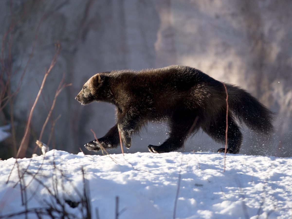 Le rarissime immagini del wolverine che salta nella neve nel Parco ...