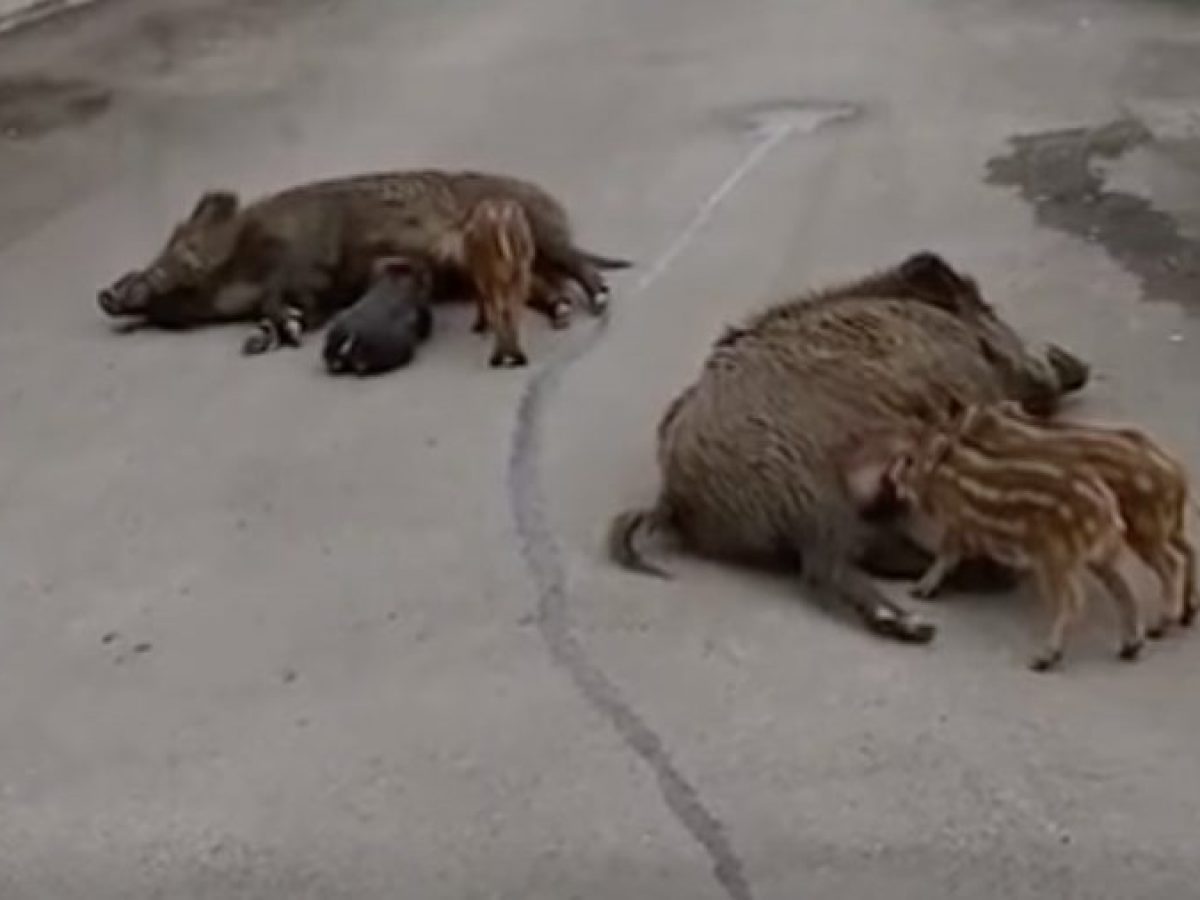 Roma, due femmine di cinghiale allattano i cuccioli in mezzo alla strada