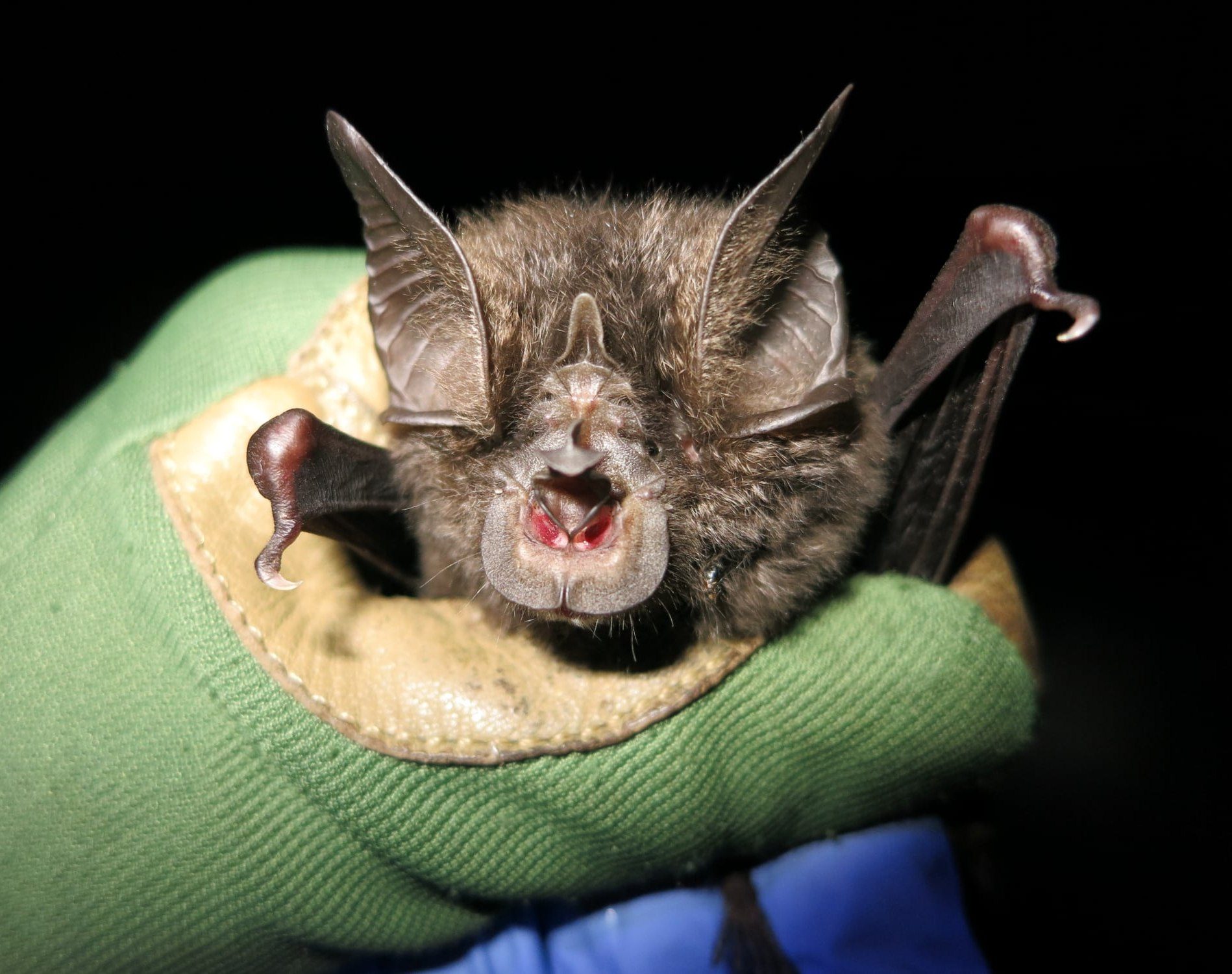 Scoperta in Ruanda una popolazione di pipistrelli ferro di cavallo: era ...