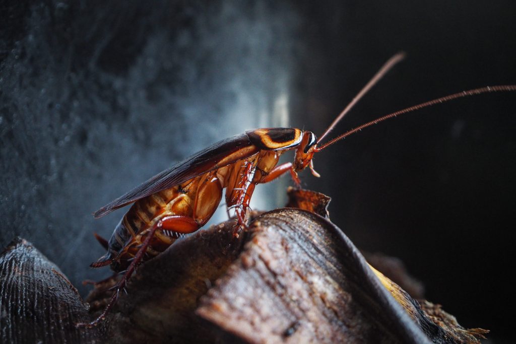 Come hanno fatto le blatte a sopravvivere all'asteroide che spazzò via ...