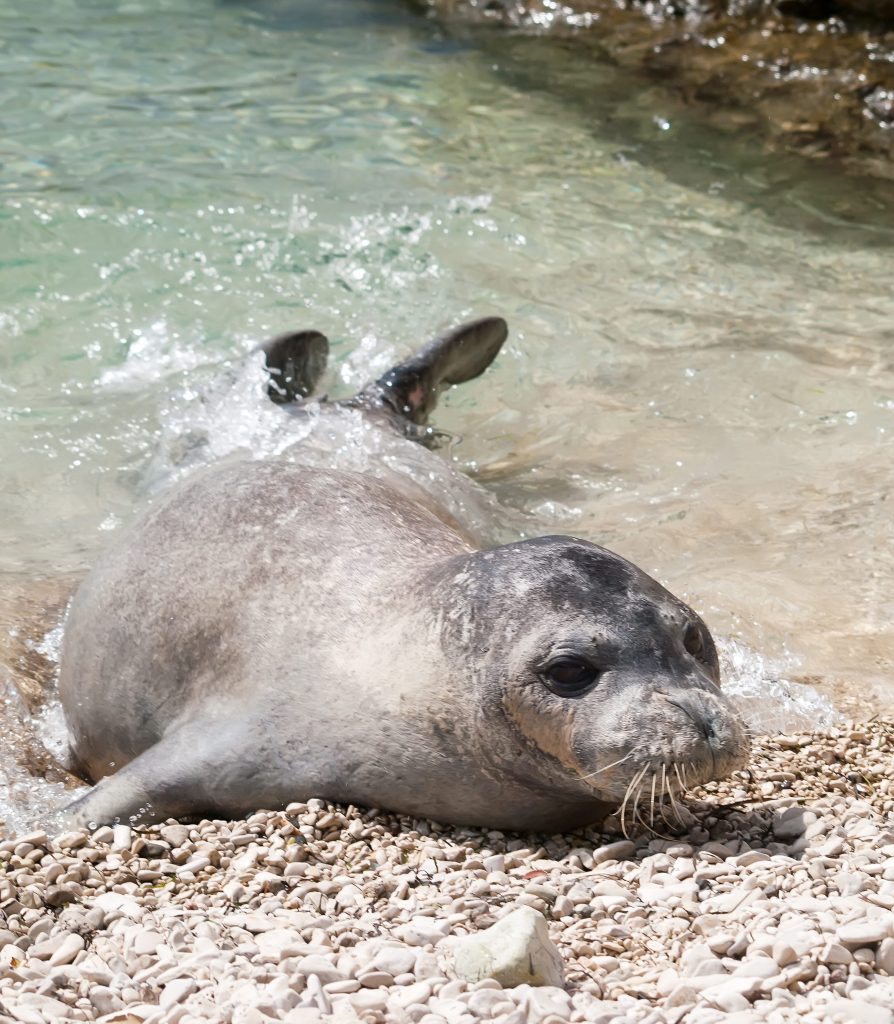 La foca monaca è tornata nell'Area Marina Protetta di Capo Rizzuto