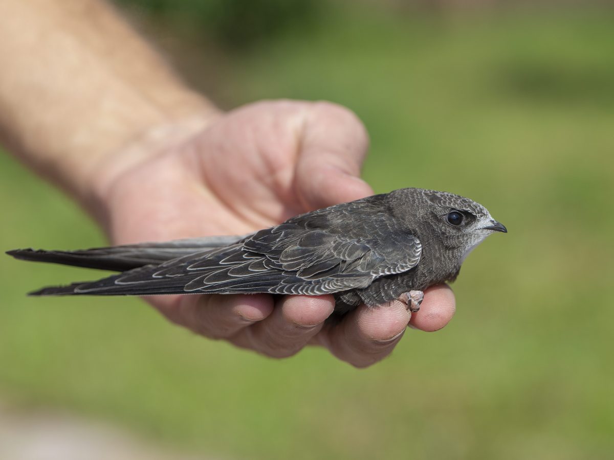 Cosa fare quando si trova un uccellino a terra