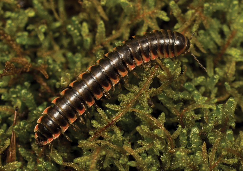 Scoperta una nuova specie di millepiedi dedicata a Taylor Swift