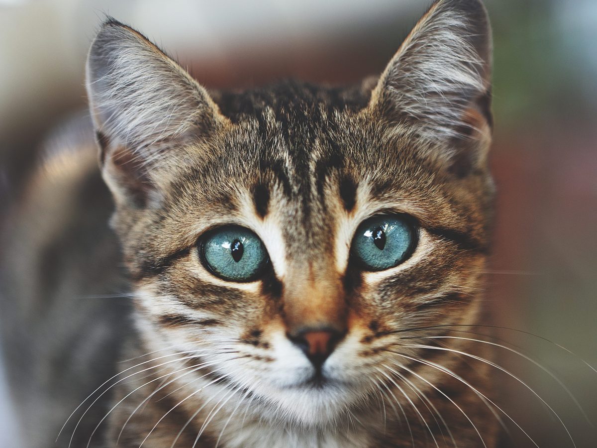 Soffio al cuore nel gatto: cos'è, sintomi e come curarlo