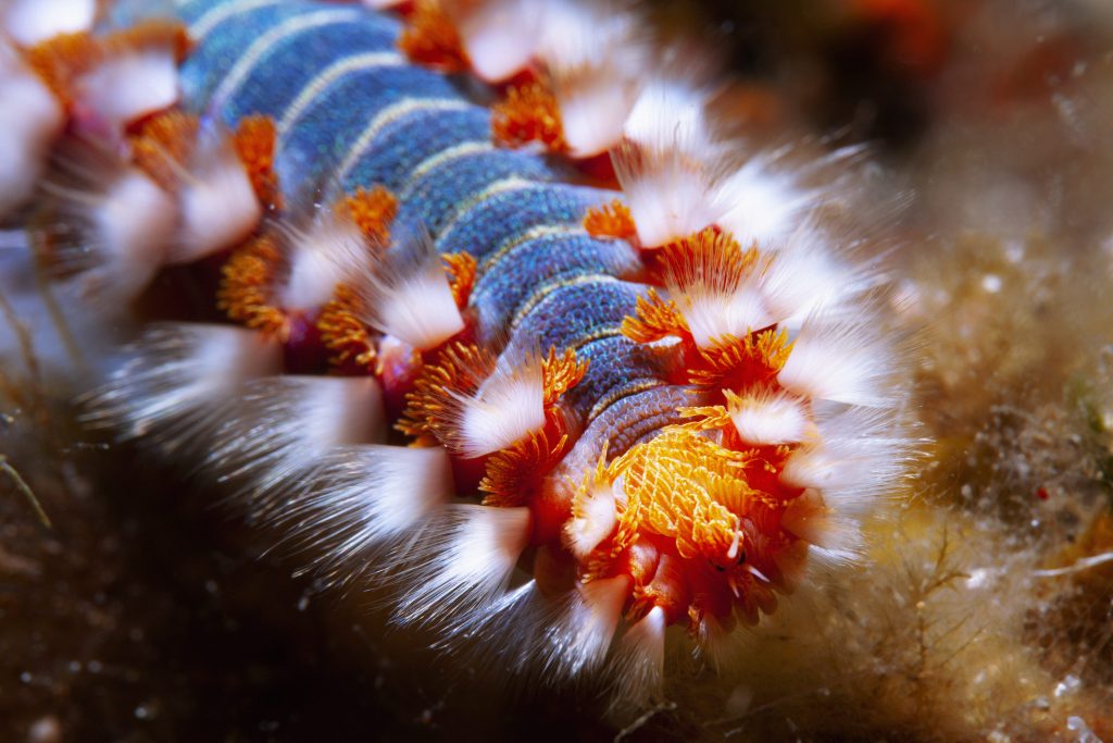 Animali marini: 10 animali acquatici con le loro curiosità