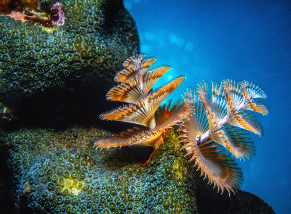 Animali marini: 10 animali acquatici con le loro curiosità