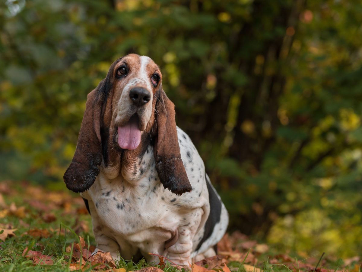 Cani segugi: caratteristiche e razze più famose