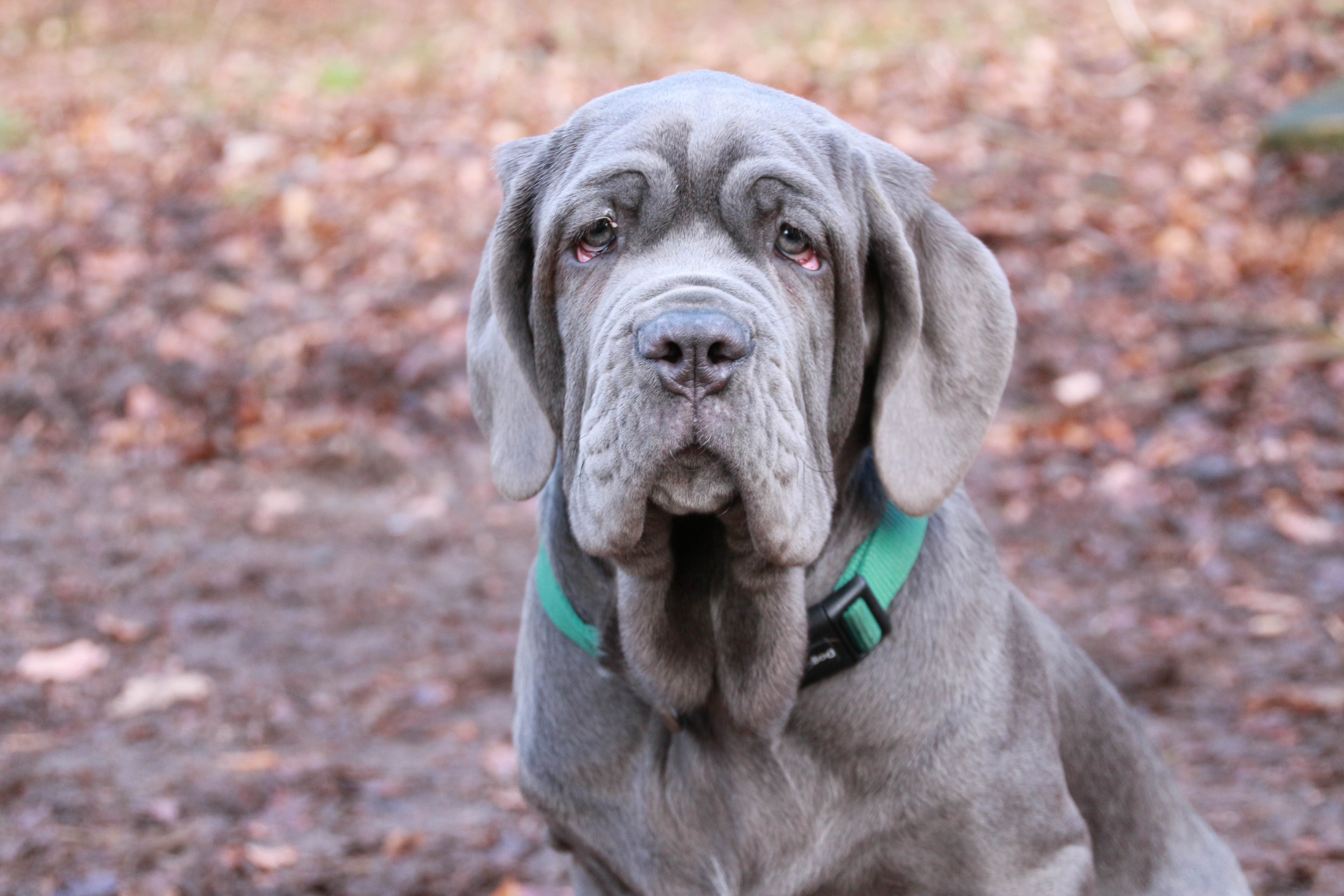 Il Mastino Napoletano, il grande guardiano che ama la sua famiglia
