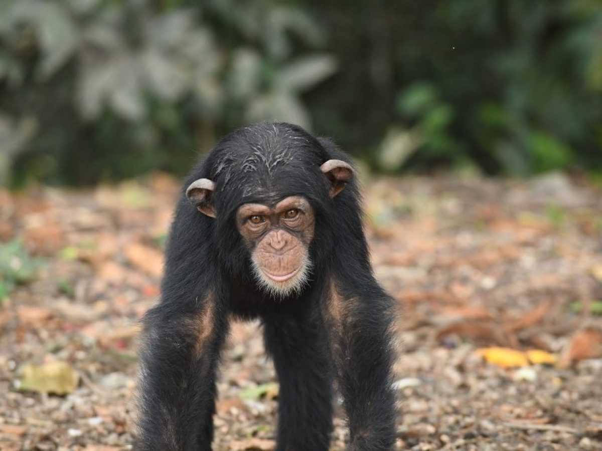 La rinascita degli scimpanzé del santuario Second Chance in Liberia: da ...