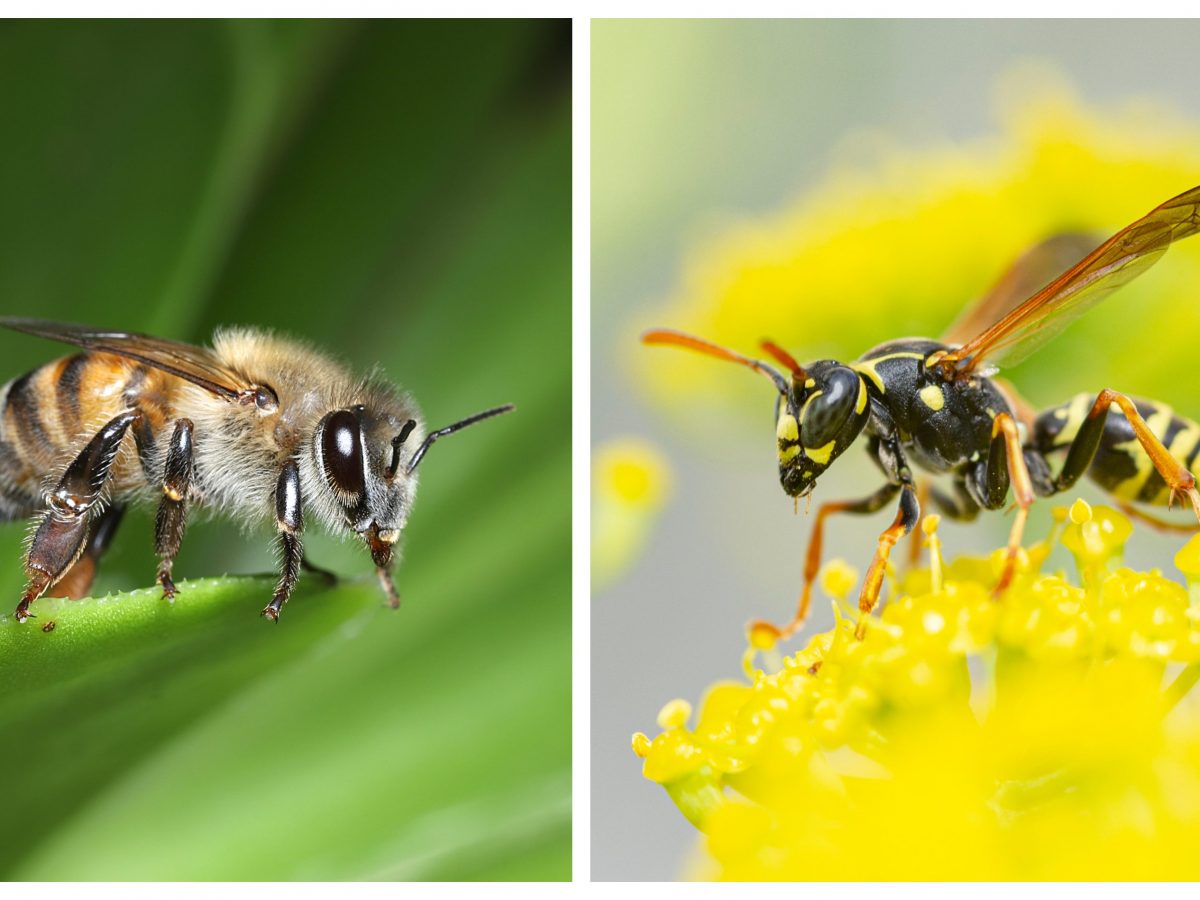 Come riconoscere api e vespe