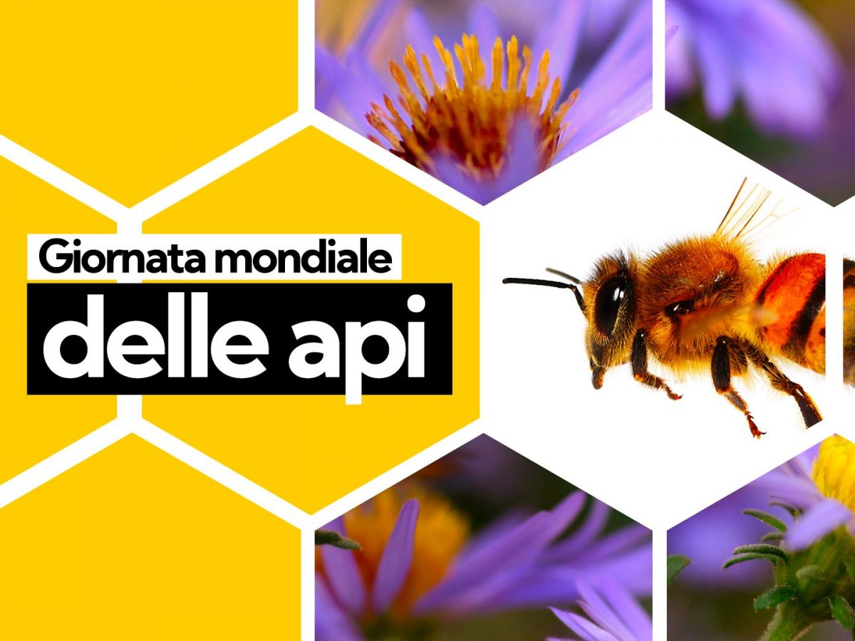 Oggi si celebra la Giornata mondiale delle api: scopriamo la ...