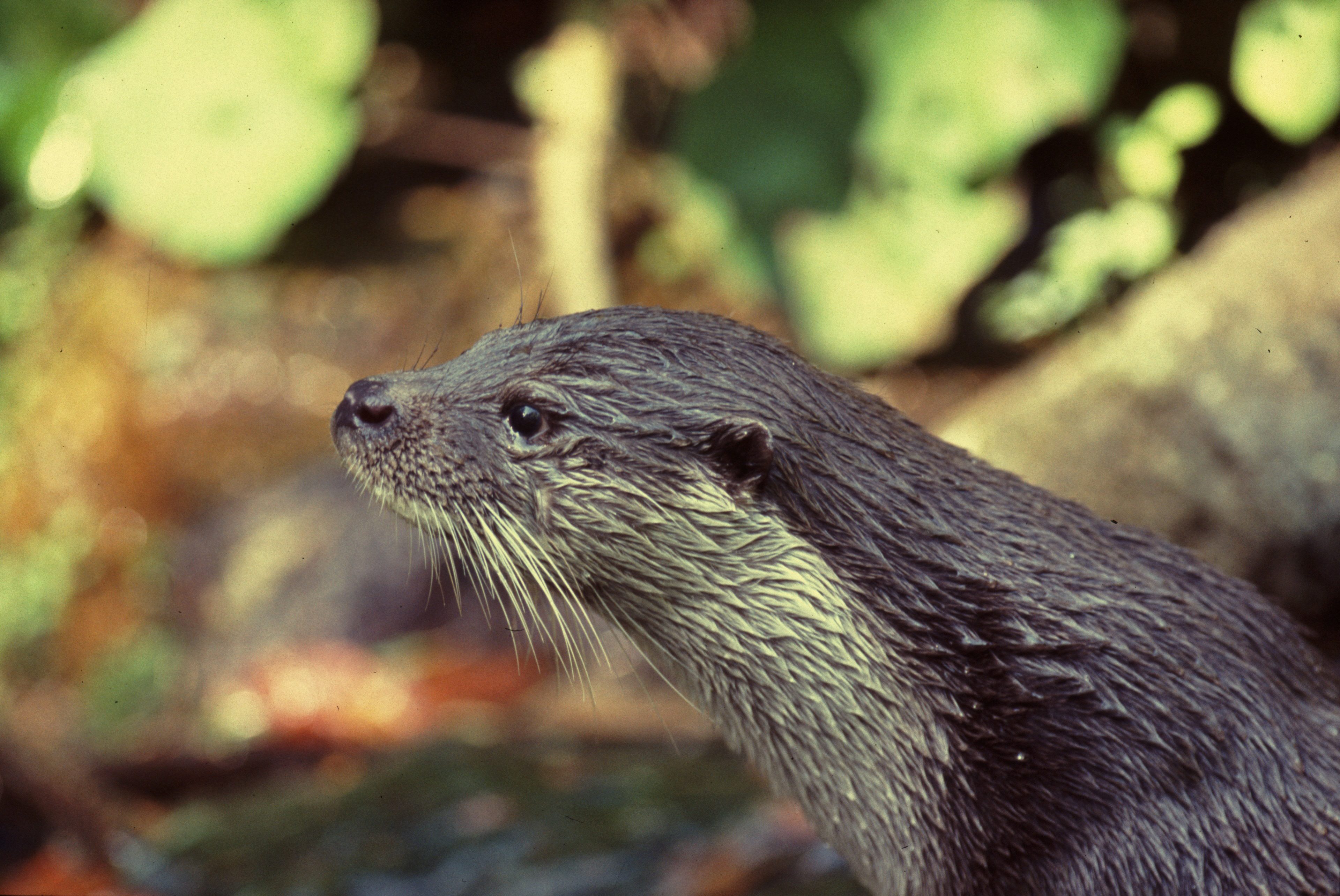 Oggi si celebra la Giornata mondiale della lontra: un nuovo ...
