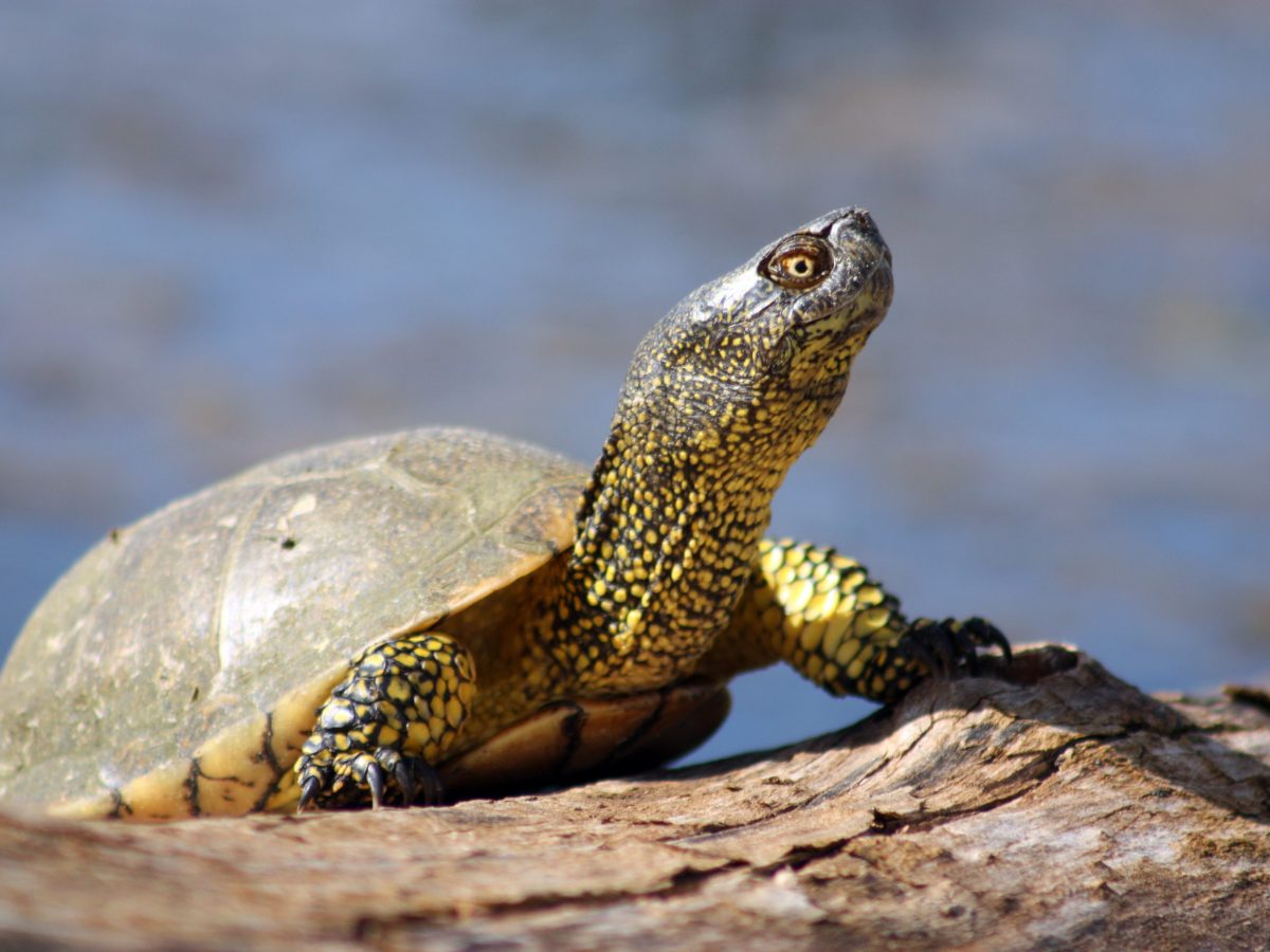 Oggi è la giornata mondiale delle tartarughe, rettili sempre più ...