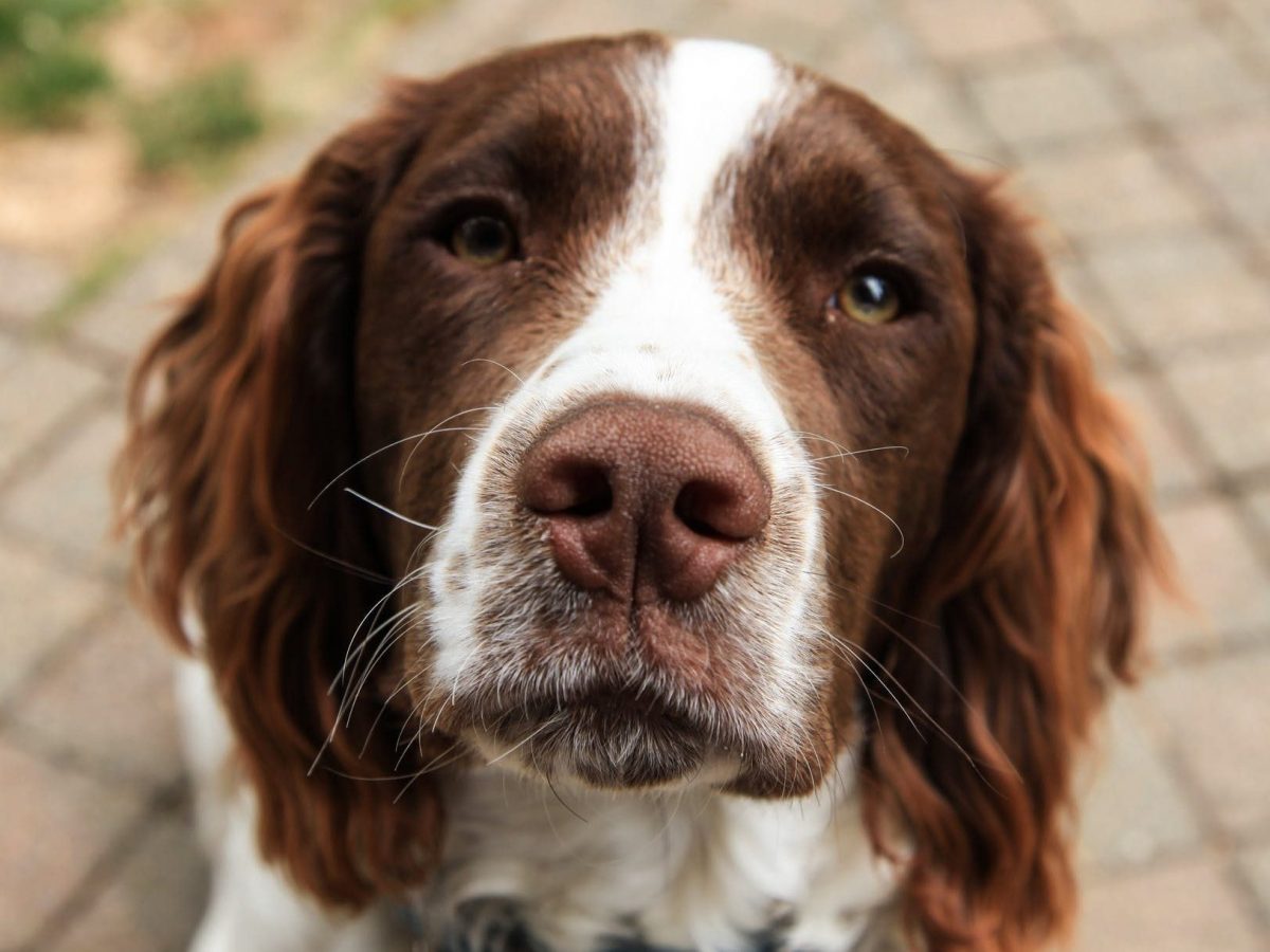 Cani da cerca: le razze e le loro caratteristiche