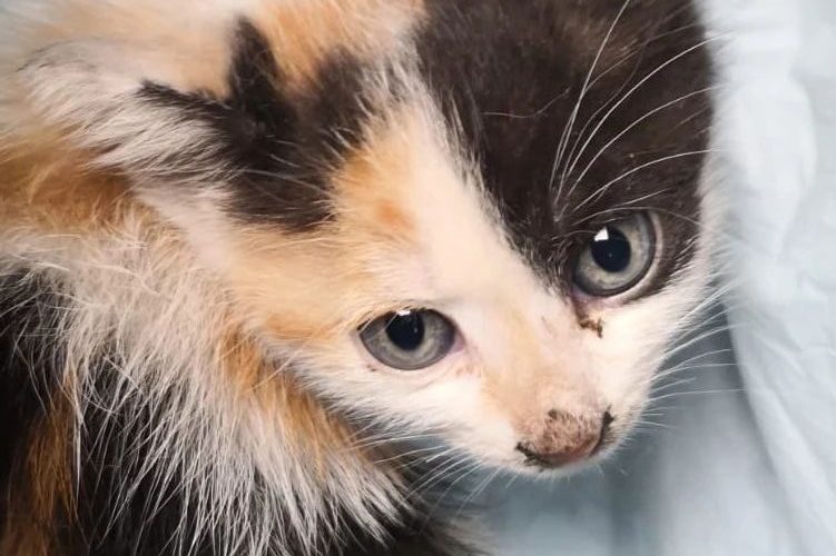 Verso l'apertura del primo gattile comunale a Genova