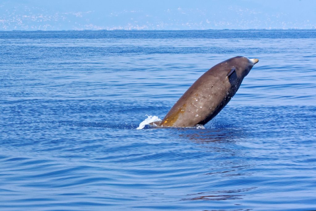 Un raro e misterioso cetaceo zifide trovato spiaggiato in California